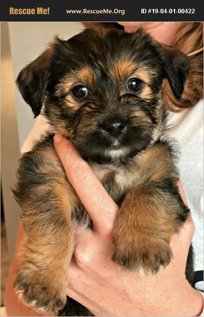 ADOPT 19040100422 ~ Corgi Rescue ~ Boulder, CO