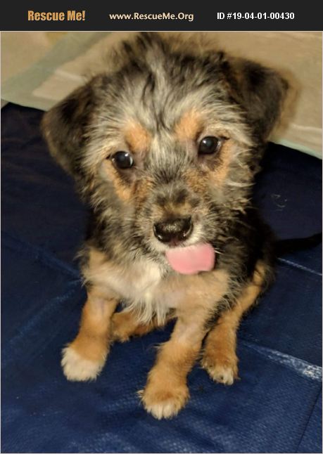 ADOPT 19040100430 ~ Yorkie Rescue ~ Pensacola, FL