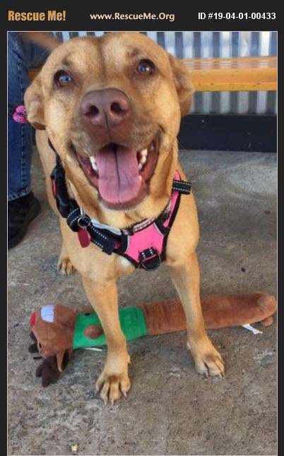 ADOPT 19040100433 ~ Lab Rescue ~ Atlanta, GA