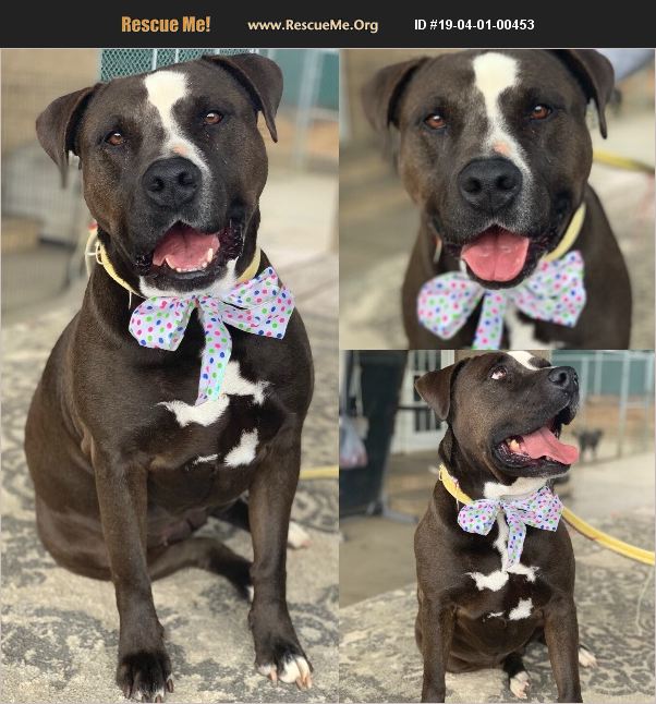 ADOPT 19040100453 ~ Pit Bull Rescue ~ Riverside County, CA