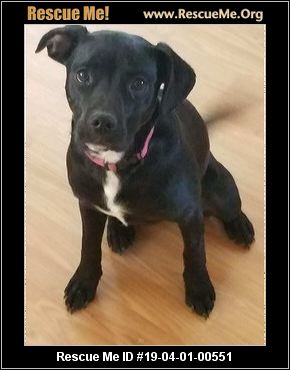 - Colorado Lab Rescue - ADOPTIONS - Rescue Me!