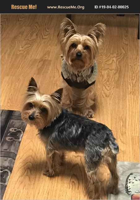 ADOPT 19040200025 ~ Yorkie Rescue ~ Los Angelws, CA
