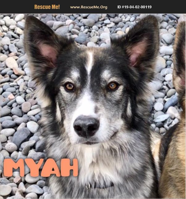 ADOPT 19040200119 ~ Siberian Husky Rescue ~ Windsor, CO
