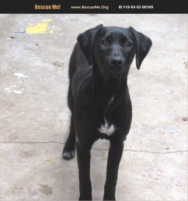 ADOPT 19040200169 ~ German Shorthaired Pointer Rescue ~ Santa Clara, NM