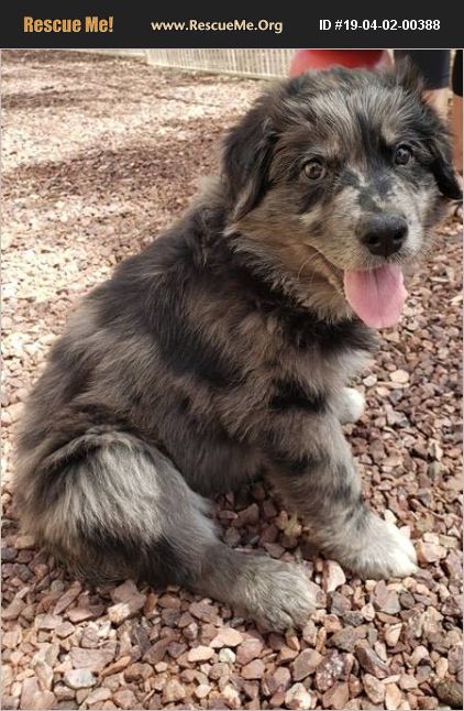 ADOPT 19040200388 ~ Australian Shepherd Rescue ~ Phoenix, AZ