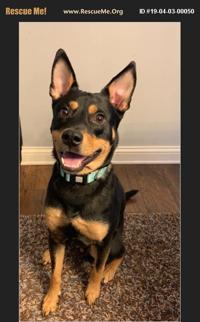 ADOPT 19040300050 ~ Australian Kelpie Rescue ~ Johnson County, IN