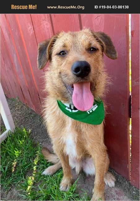 ADOPT 19040300138 ~ Jack Russell Rescue ~ San Diego, CA