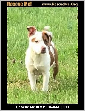 - North Carolina Pit Bull Rescue - ADOPTIONS - Rescue Me!