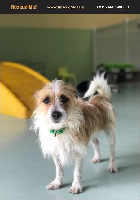 ADOPT 19040500269 ~ Parson Russell Terrier Rescue ~ Lake Forest, CA