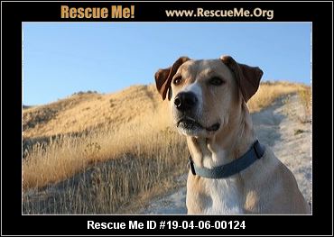 - Idaho Dog Rescue - ADOPTIONS - Rescue Me!