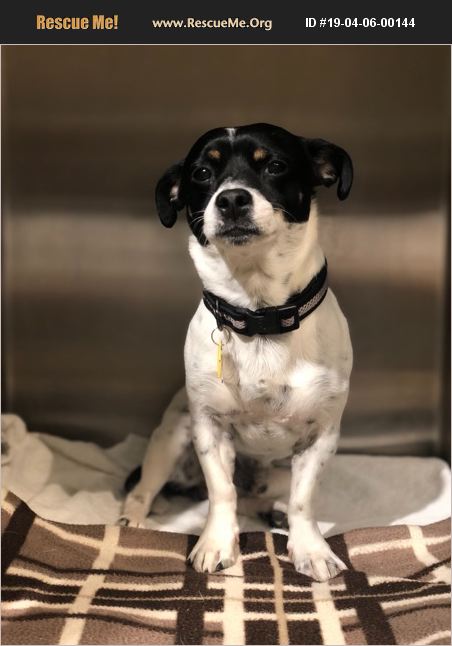 ADOPT 19040600144 ~ Jack Russell Rescue ~ Pueblo, CO