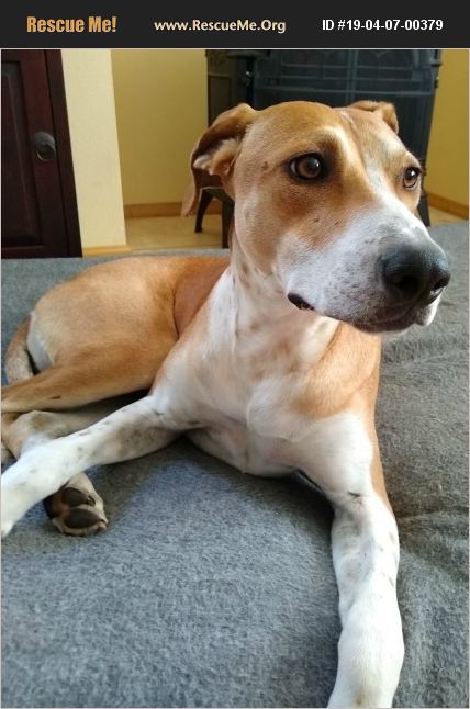 ADOPT 19040700379 ~ Greyhound Rescue ~ Bellingham, WA