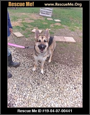 - Indiana German Shepherd Rescue - ADOPTIONS - Rescue Me!