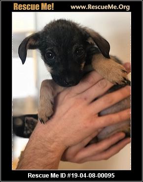 - Colorado German Shepherd Rescue - ADOPTIONS - Rescue Me!