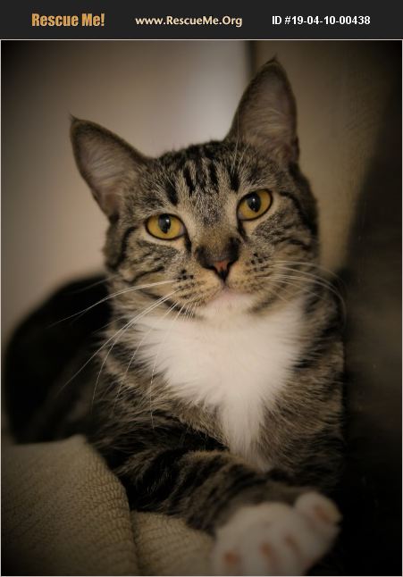 ADOPT 19041000438 ~ Egyptian Mau Rescue ~ Hemet, CA