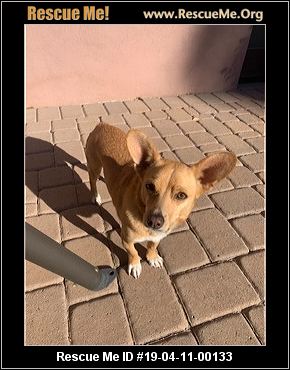 - Arizona Dachshund Rescue - ADOPTIONS - Rescue Me!