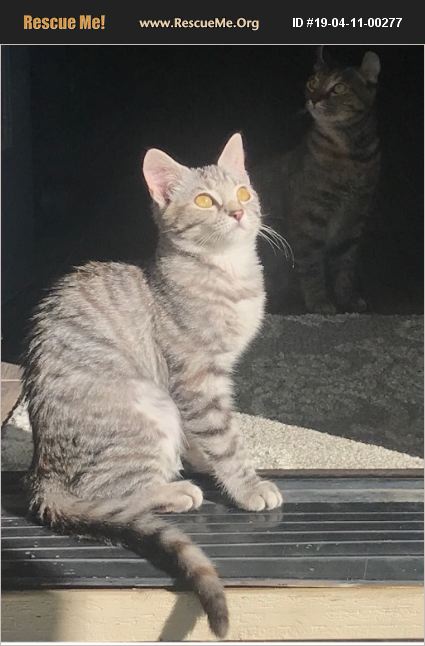 ADOPT 19041100277 ~ Egyptian Mau Rescue ~ Sacramento, CA