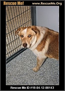 - Utah Dog Rescue - ADOPTIONS - Rescue Me!