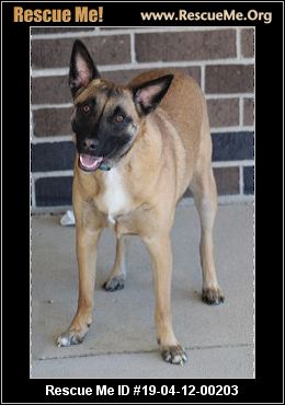- Indiana German Shepherd Rescue - ADOPTIONS - Rescue Me!