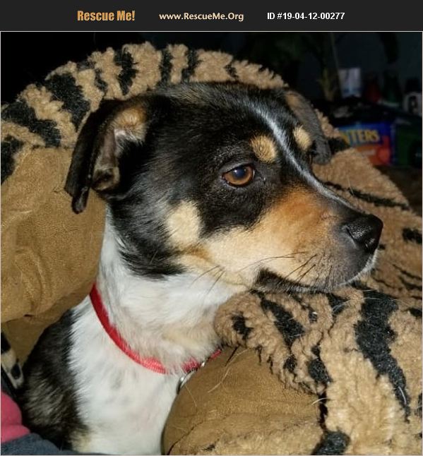 ADOPT 19041200277 ~ Rat Terrier Rescue ~ Victorville, CA