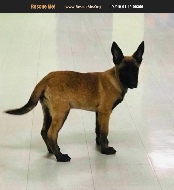ADOPT 19041200360 ~ Belgian Malinois Rescue ~ Miami, FL