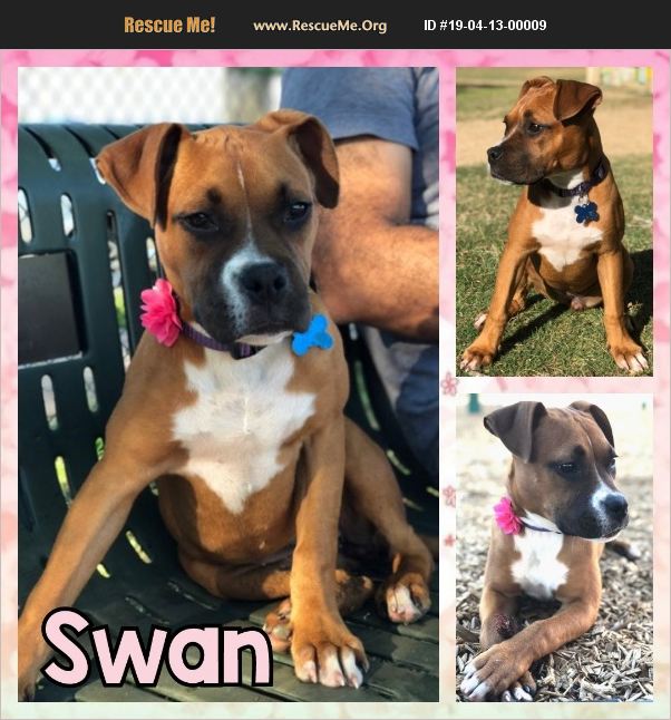 ADOPT 19041300009 ~ Boxer Rescue ~ Houston, TX