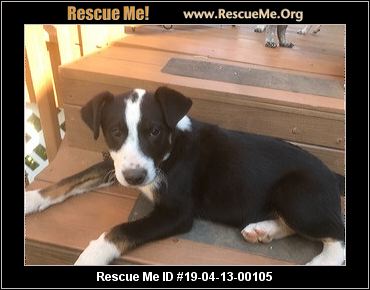 - Georgia Border Collie Rescue - ADOPTIONS - Rescue Me!
