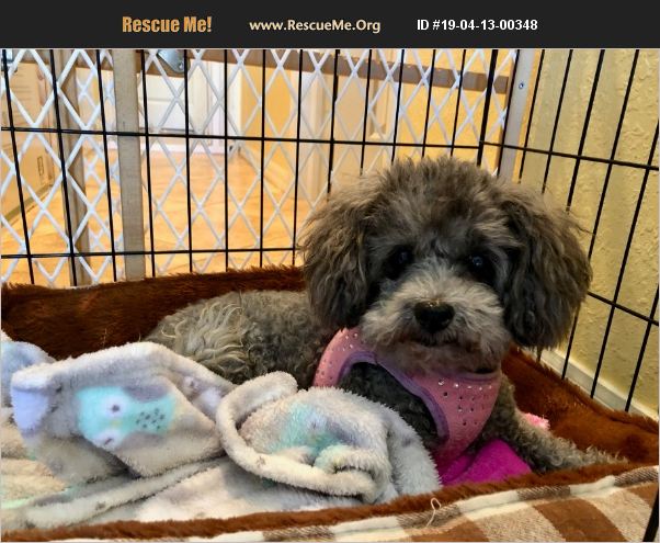 ADOPT 19041300348 ~ Poodle Rescue ~ Fort Myers Beach, FL