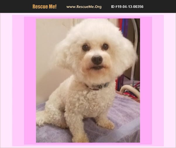 ADOPT 19041300356 ~ Bichon Frise Rescue ~ Scottsdale, AZ
