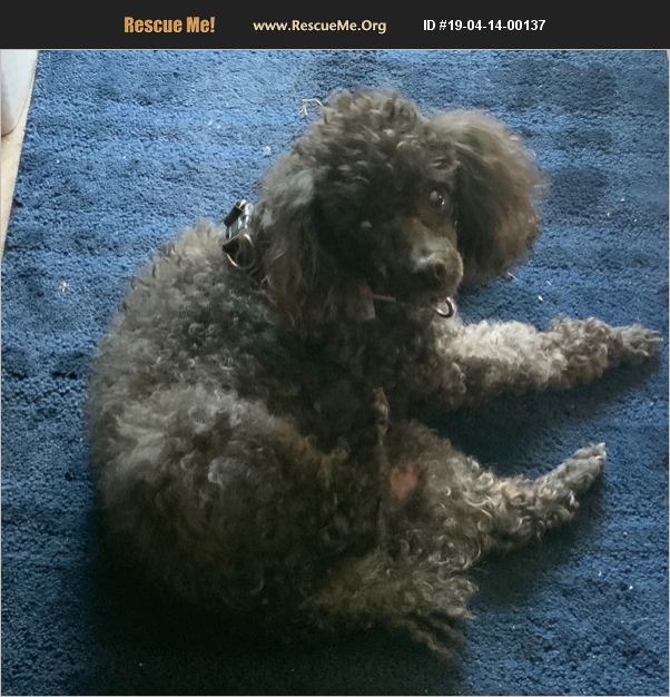 ADOPT 19041400137 ~ Poodle Rescue ~ Jacksonville, FL