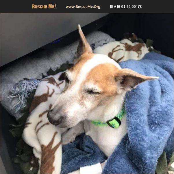 ADOPT 19041500178 ~ Jack Russell Rescue ~ Bluemont, VA