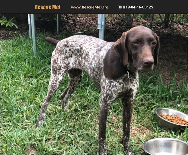 ADOPT 19041600125 ~ German Shorthaired Pointer Rescue ~ Jacksonville, FL