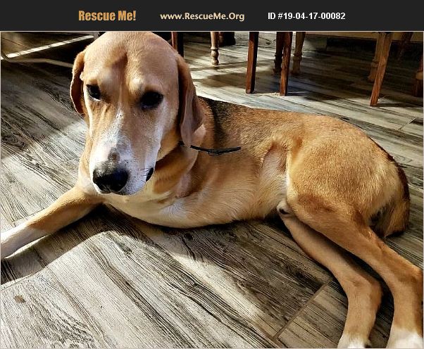 ADOPT 19041700082 ~ Beagle Rescue ~ philadelphia, PA