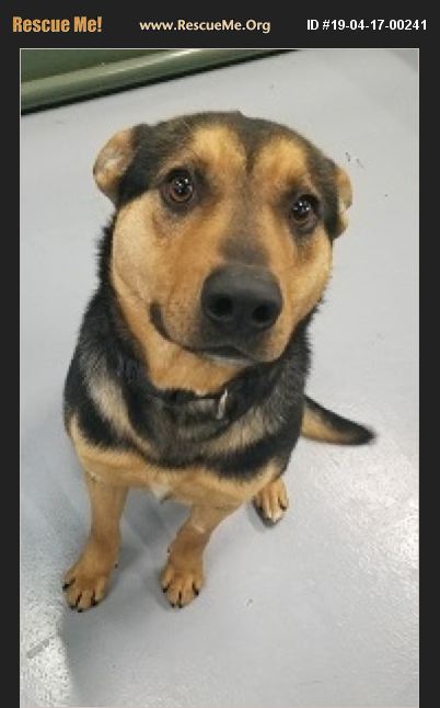 ADOPT 19041700241 ~ German Shepherd Rescue ~ Colorado Springs, CO
