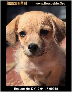 - RUFF Rescue Tucson, Inc. - Tucson, AZ - AVAILABLE PETS