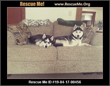 - Ohio Siberian Husky Rescue - ADOPTIONS - Rescue Me!