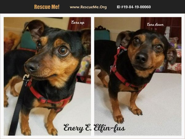 ADOPT 19041900060 ~ German Pinscher Rescue ~ Grants Pass, OR