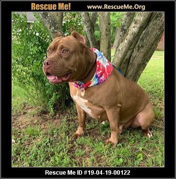 - North Carolina Pit Bull Rescue - ADOPTIONS - Rescue Me!