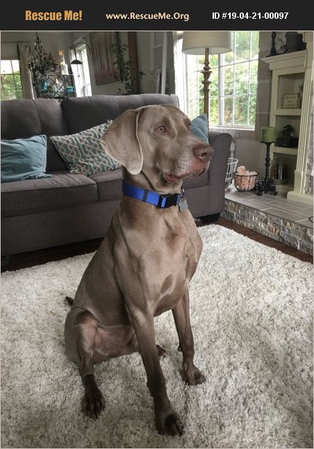 ADOPT 19042100097 ~ Weimaraner Rescue ~ Sparks, NV