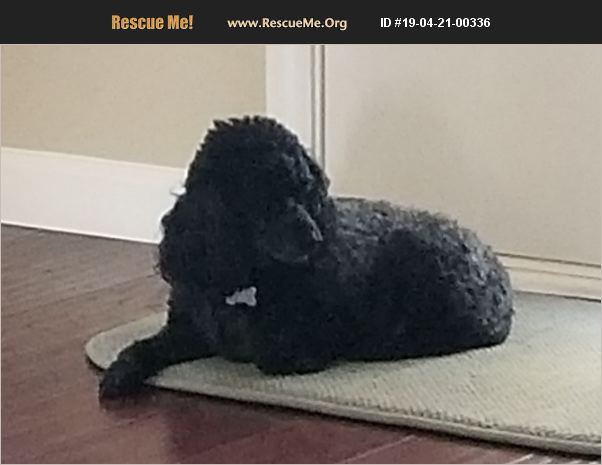 ADOPT 19042100336 ~ Poodle Rescue ~ Eugene, OR