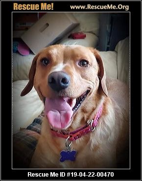 - Massachusetts Dog Rescue - ADOPTIONS - Rescue Me!