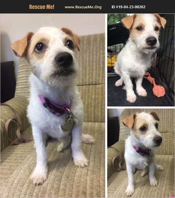 ADOPT 19042300262 ~ Jack Russell Rescue ~ Texas