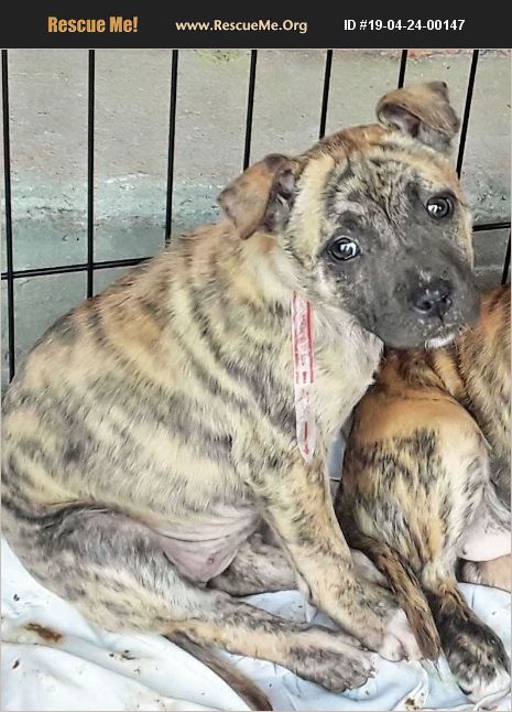 ADOPT 19042400147 ~ Boxer Rescue ~ Griffin, GA