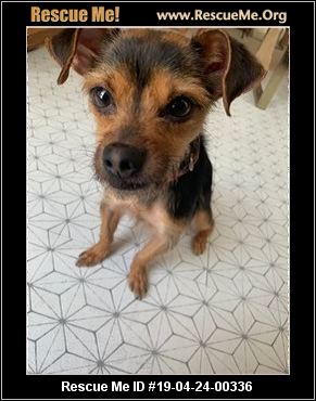 - California Yorkie Rescue - ADOPTIONS - Rescue Me!