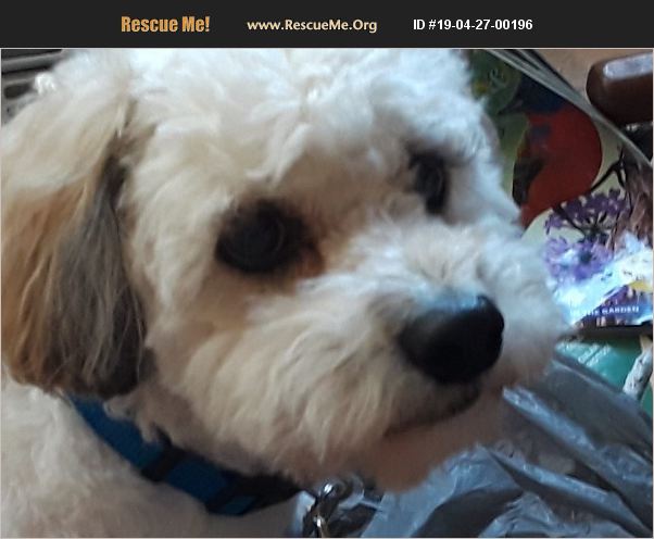 ADOPT 19042700196 ~ Cockapoo Rescue ~ rocky pt, NY