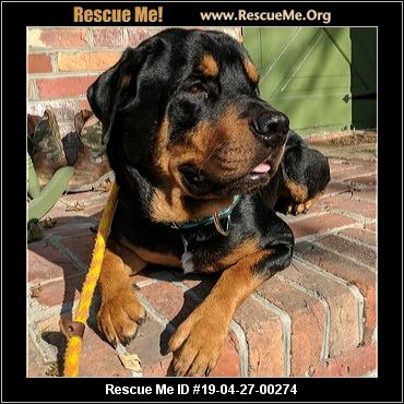 - Virginia Rottweiler Rescue - ADOPTIONS - Rescue Me!