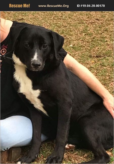 ADOPT 19042800170 ~ Border Collie Rescue ~ Bradenton, FL