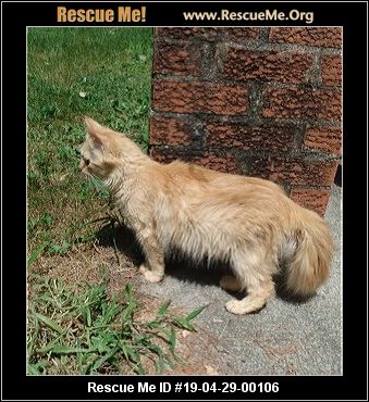 - Michigan Cat Rescue - ADOPTIONS - Rescue Me!