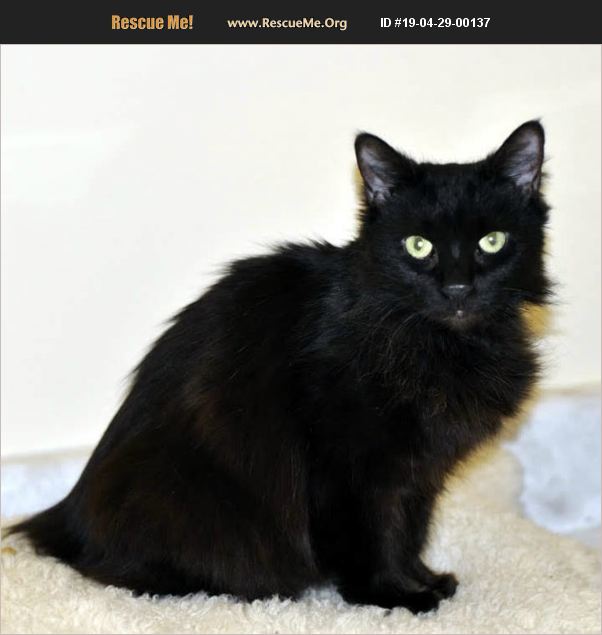 ADOPT 19042900137 ~ Manx Rescue ~ Liberty, NC