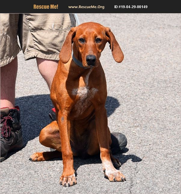 ADOPT 19042900149 ~ Redbone Coonhound Rescue ~ Huntley, IL